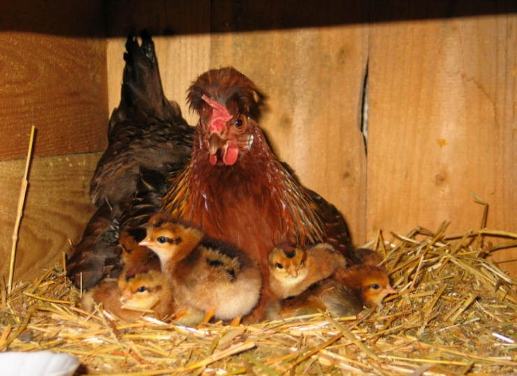 Das Altsteirer Huhn » Infos & Tipps zu den Altsteirern