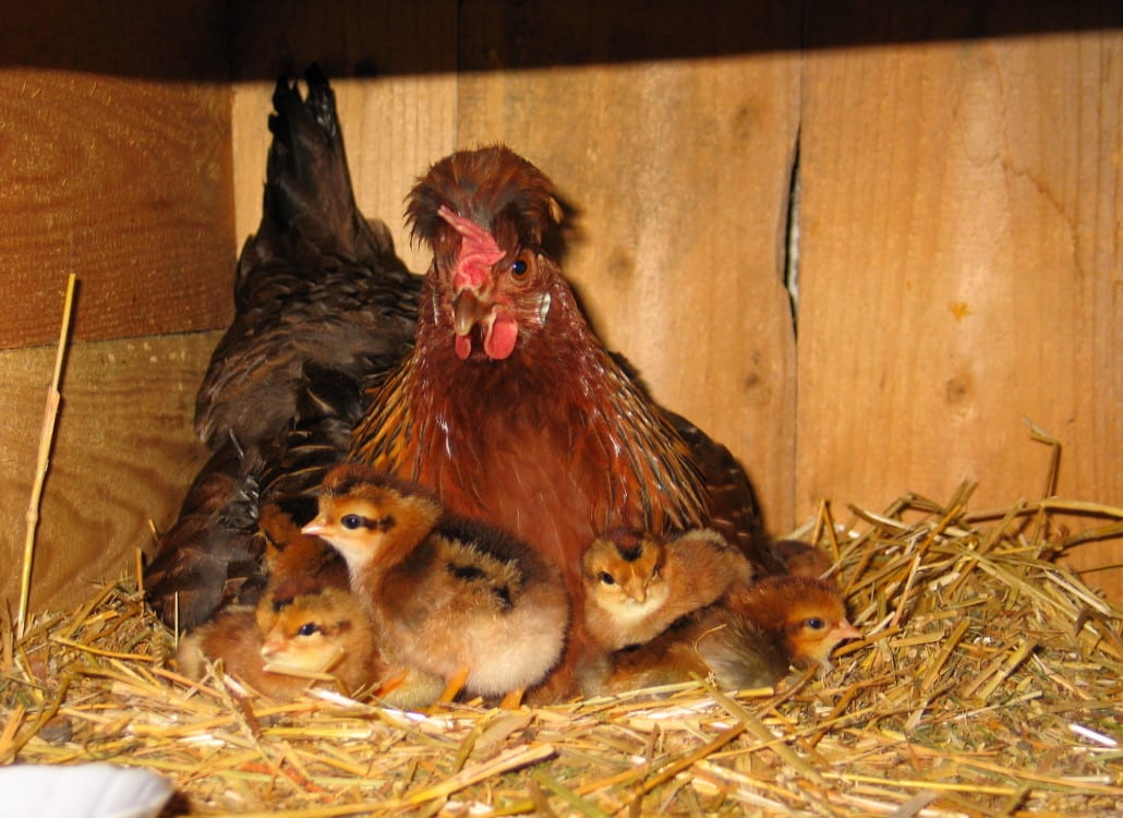 Das Altsteirer Huhn » Infos & Tipps zu den Altsteirern