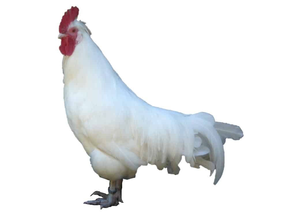 Das Altsteirer Huhn » Infos & Tipps zu den Altsteirern