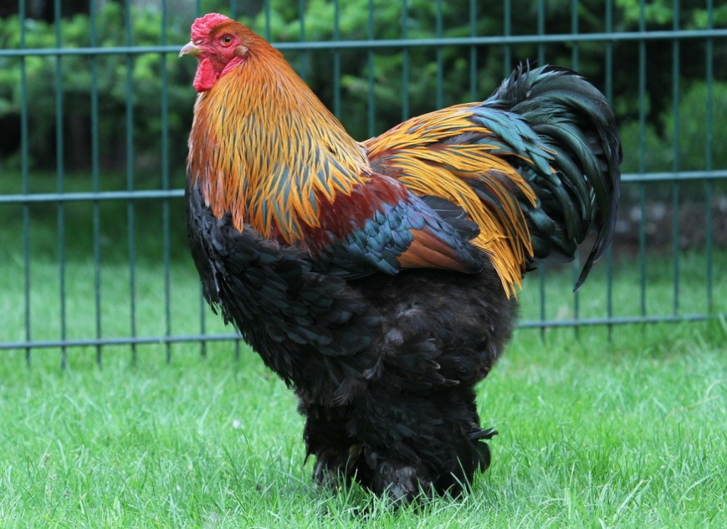 Was ist ein Fleischhuhn? Die beliebtesten Fleischhühner finden!