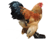 Das Brahma Huhn » Infos & Tipps zu den Brahma Hühnern