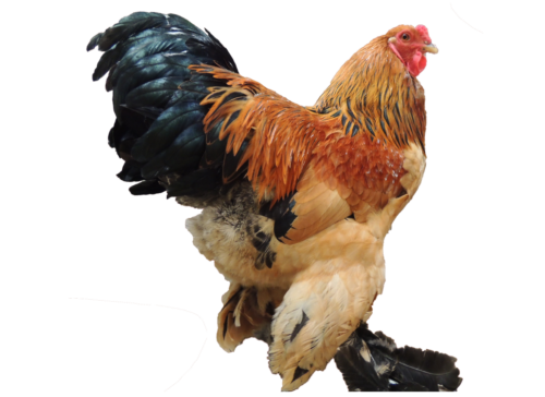 Das Brahma Huhn » Infos & Tipps zu den Brahma Hühnern