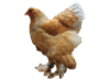 Das Brahma Huhn » Infos & Tipps zu den Brahma Hühnern