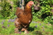 Das Brahma Huhn » Infos & Tipps zu den Brahma Hühnern