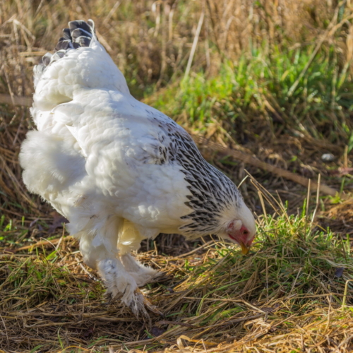 Das Brahma Huhn » Infos & Tipps zu den Brahma Hühnern