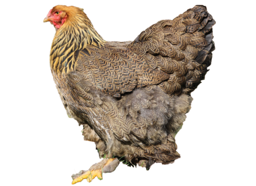 Das Brahma Huhn » Infos & Tipps zu den Brahma Hühnern