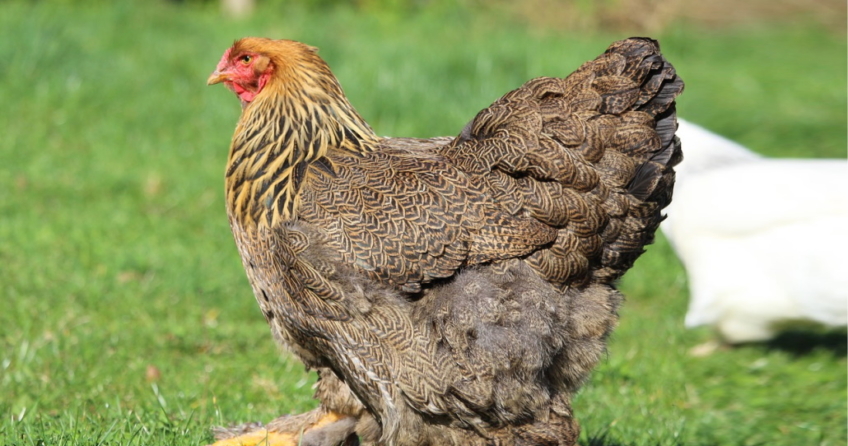 Das Marans Huhn » Infos & Tipps zu den Marans