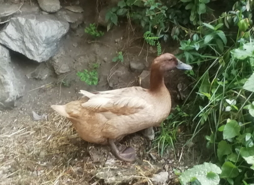 Campbell Ente - Haltungstipps, Charakter und Fütterung