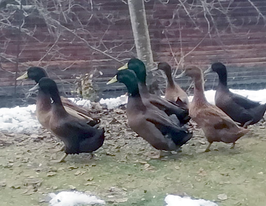 Campbell Ente - Haltungstipps, Charakter und Fütterung