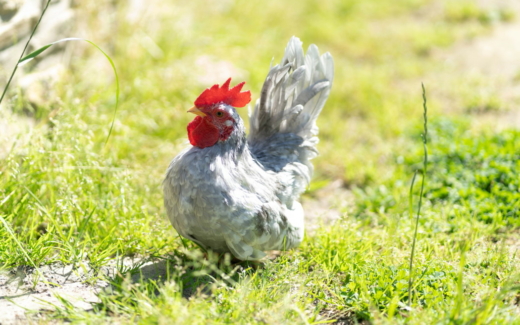 Das Chabo Huhn » Infos & Tipps zu den Chabo Hühnern