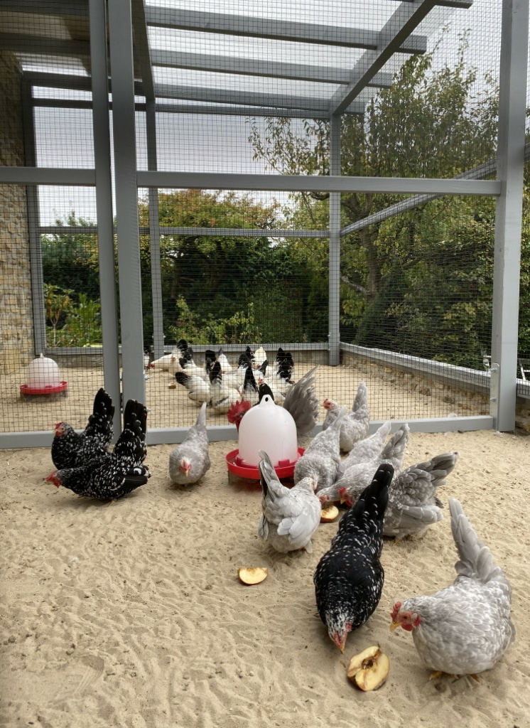 Das Chabo Huhn » Infos & Tipps zu den Chabo Hühnern