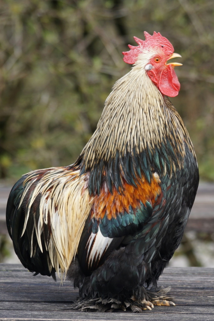 Das Cochin Huhn » Infos & Tipps zu den Cochin Hühnern