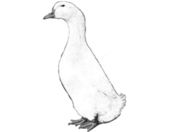 Pekingente - Haltungstipps, Charakter und Fütterung