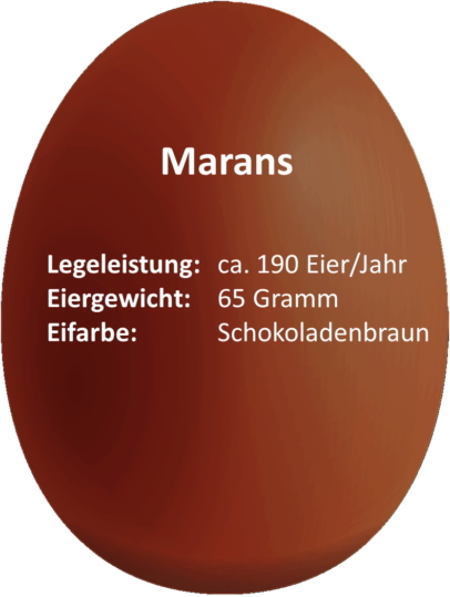 Das Marans Huhn » Infos & Tipps zu den Marans