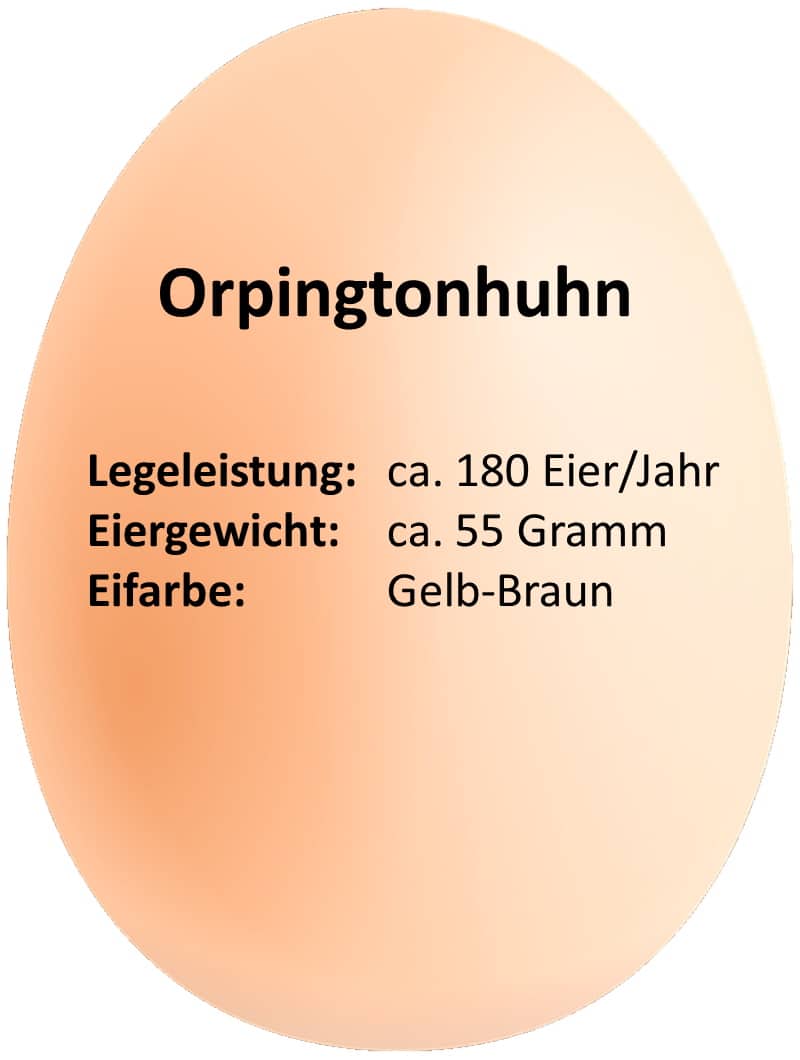 Das Orpington Huhn » Infos und Tipps rund um's Orpington Huh