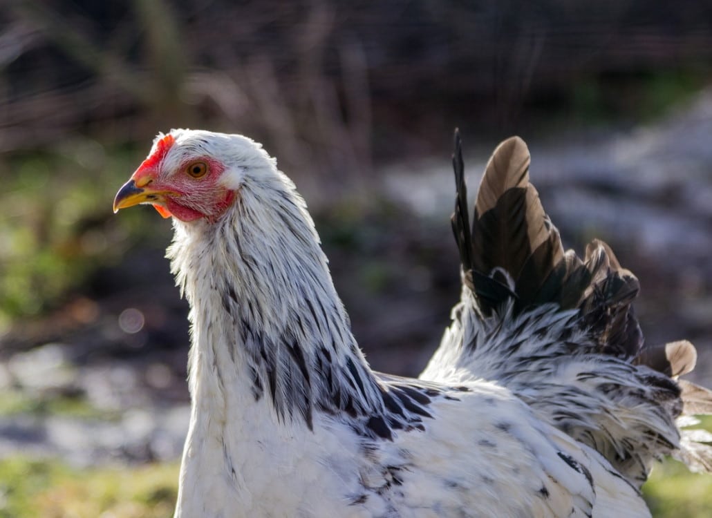 Das Sundheimer Huhn » Infos & Tipps zu den Sundheimerhühnern