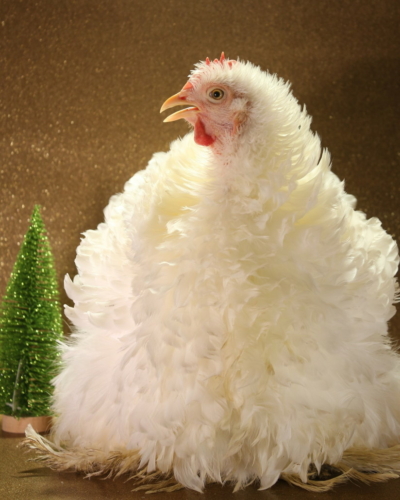 Das Zwerg Cochin Huhn » Infos & Tipps zu den Zwerg Cochin