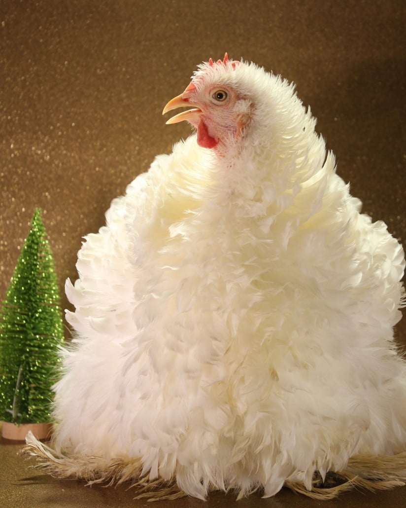 Das Zwerg Cochin Huhn » Infos & Tipps zu den Zwerg Cochin