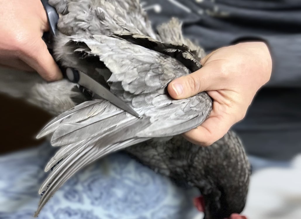 Flügel stutzen bei Hühnern