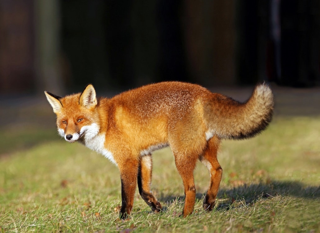 Fressfeinde der Hühner! Welche gibt es und was hilft?