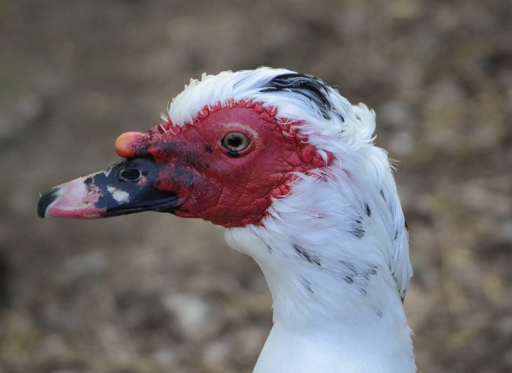 Warzenente - Haltungstipps, Charakter und Fütterung