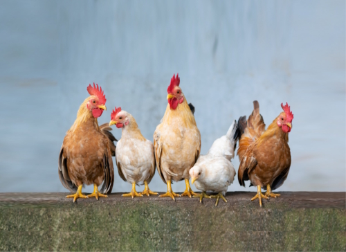 Hühnerrassen, hier findest du die richtige Rasse für dich!