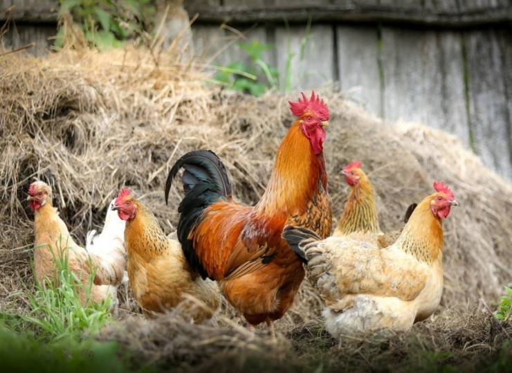 Das Welsumer Huhn » Infos & Tipps zu den Welsumer Hühnern
