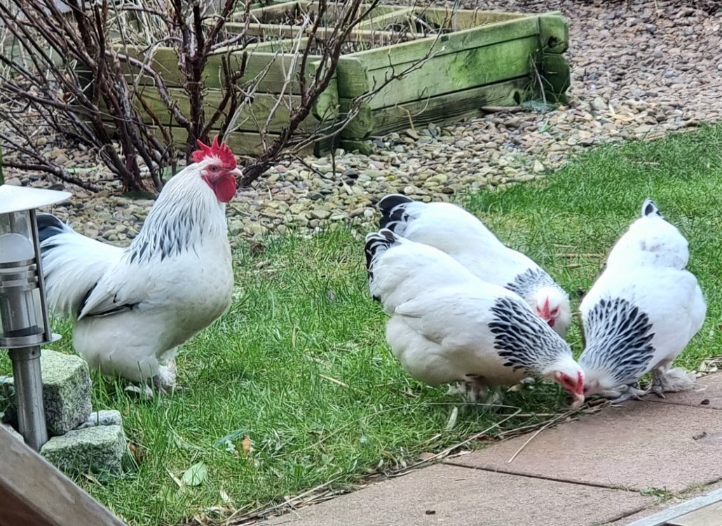 Zwerg Sundheimer » Infos & Tipps zum den Zwerg Sundheimern