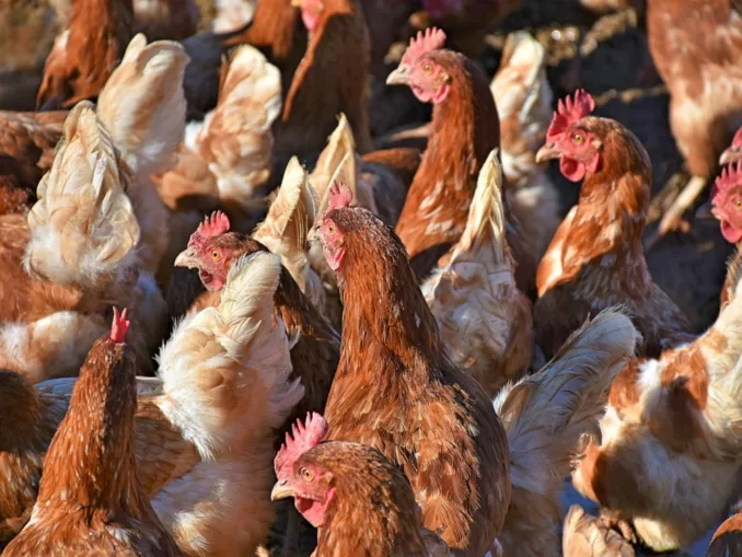 Das Hybridhuhn » Auf maximale Leistung getrimmt!!!