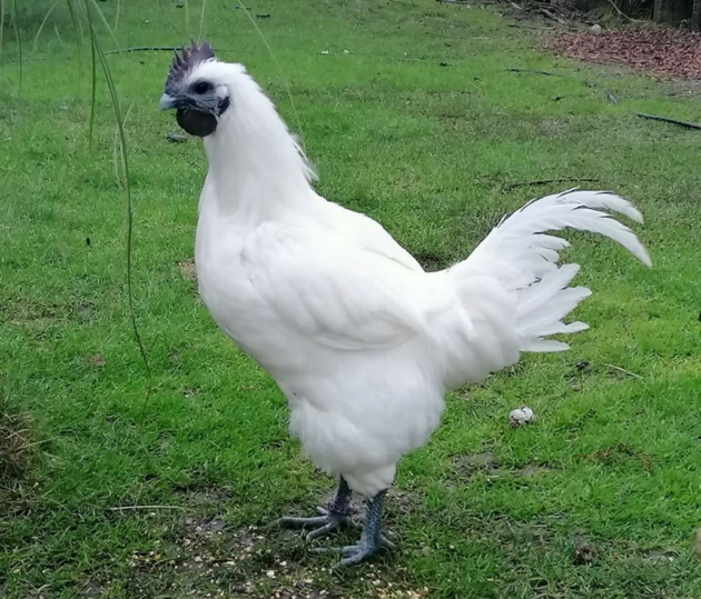 Ga H´mong, die Vietnamesische Hühnerrasse!