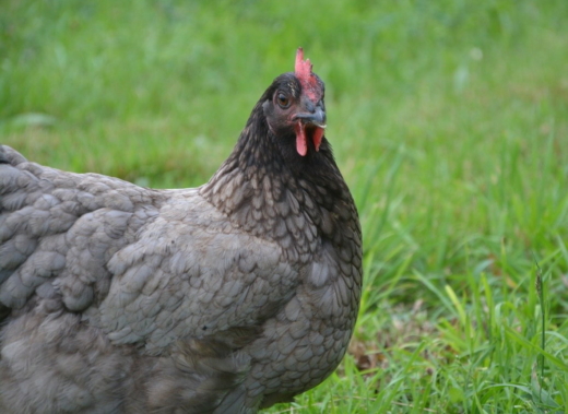 Das Hybridhuhn » Auf maximale Leistung getrimmt!!!