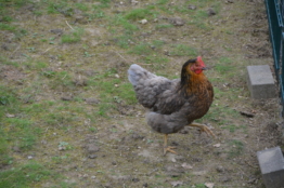 Das Königsberger Huhn » Infos & Tipps zum Legewunder
