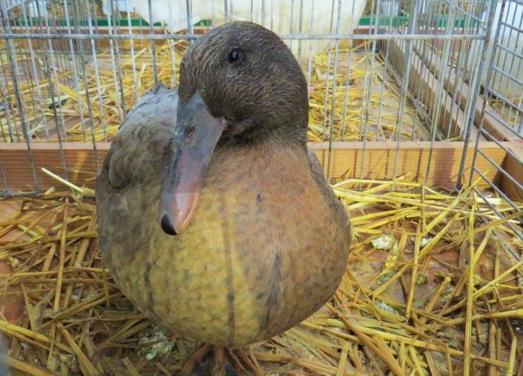 Krummschnabelente - Haltungstipps, Charakter und Fütterung