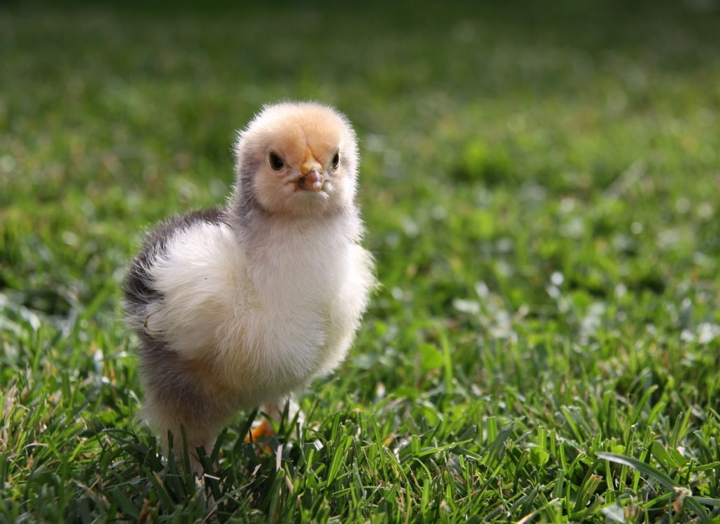 Das Zwerg Brahma Huhn » Infos & Tipps zu den Zwerg Brahmas