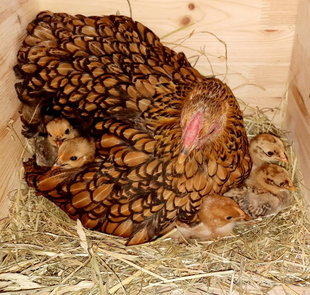 Kükenaufzucht so gelingts mit Natur- und Kunstbrut