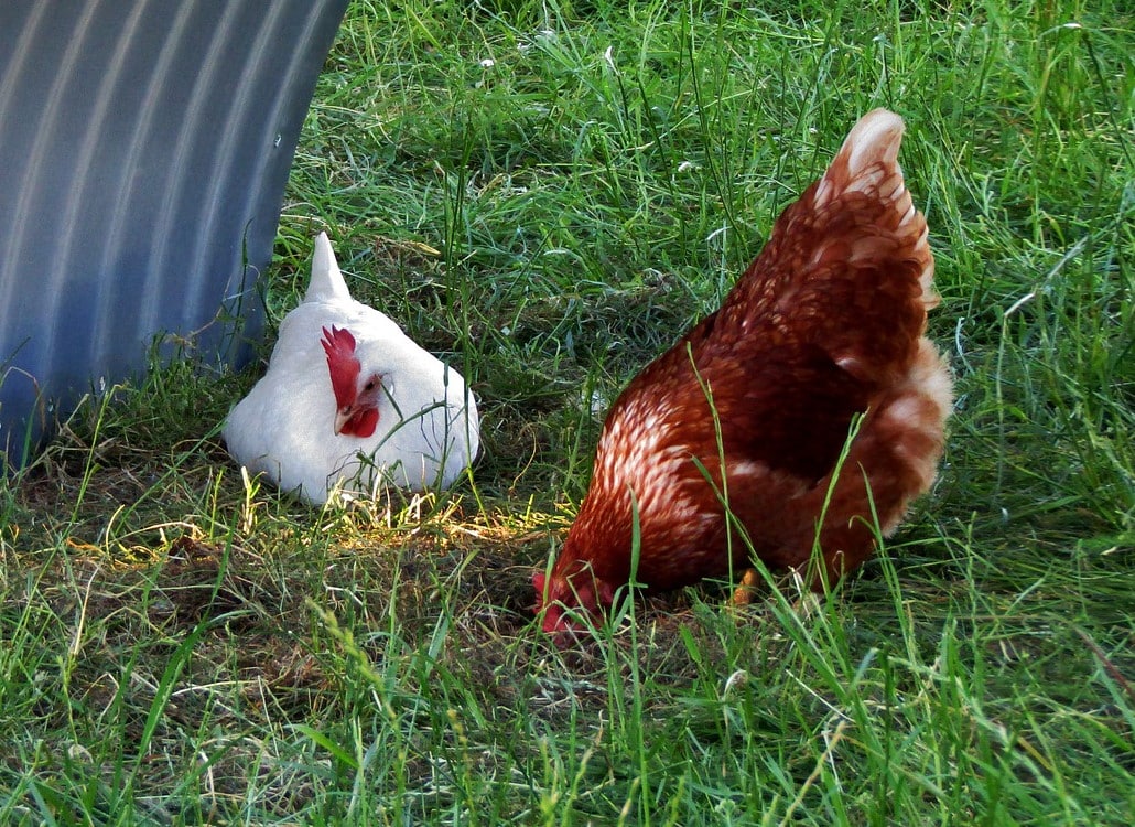 Das Hybridhuhn » Auf maximale Leistung getrimmt!!!