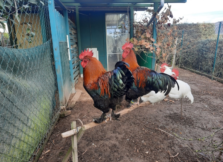 Das Marans Huhn » Infos & Tipps zu den Schokoei-Legern