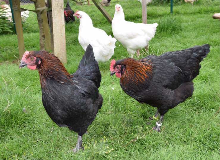 Das Marans Huhn » Infos & Tipps zu den Schokoei-Legern