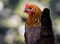Das Marans Huhn » Infos & Tipps zu den Schokoei-Legern