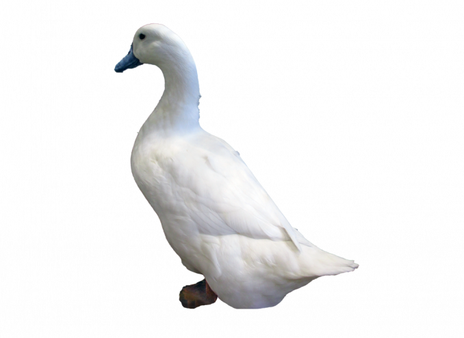 Pekingente - Haltungstipps, Charakter und Fütterung