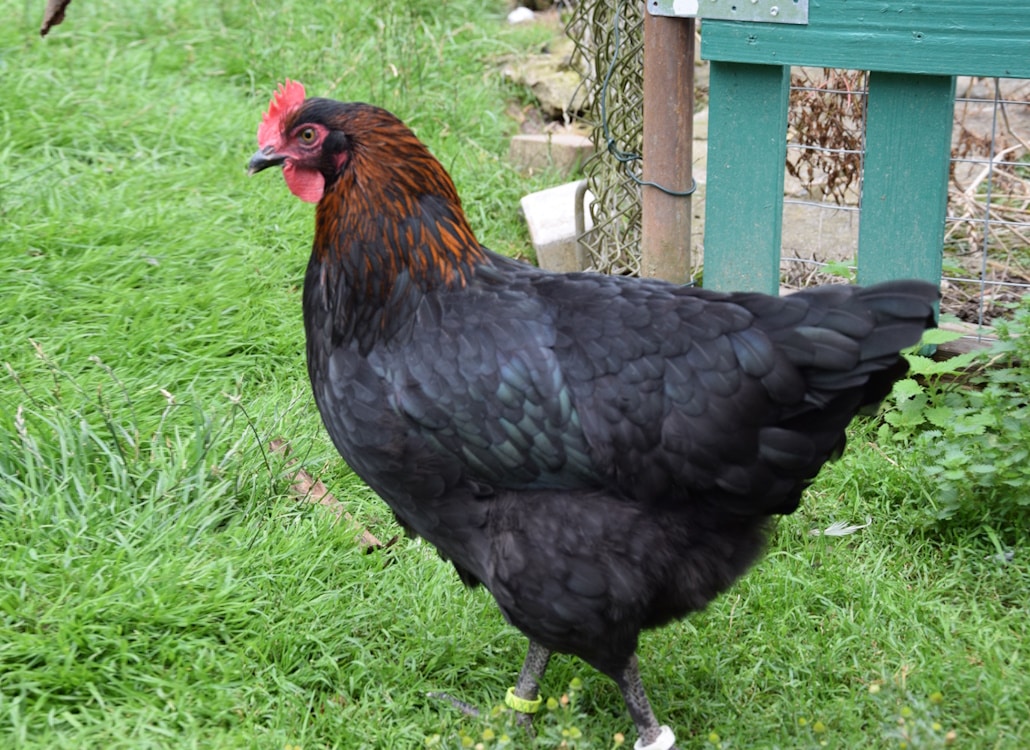 Das Marans Huhn » Infos & Tipps zu den Schokoei-Legern