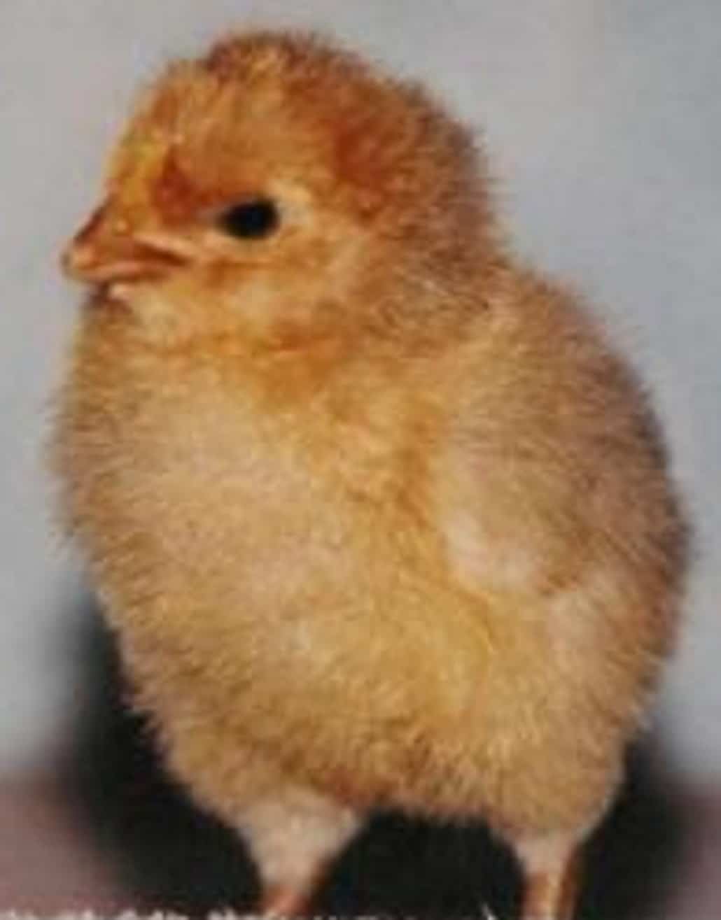 Das Ramelsloher Huhn » Infos & Tipps zu den Ramelsloher Hühnern