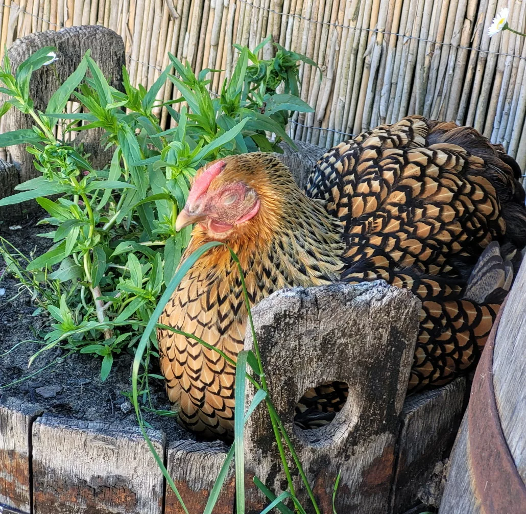 Rasse- oder Hybridhuhn für Hobby und Selbstversorgung?