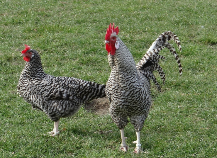 Deutscher Sperber » Infos & Tipps zum Deutschen Sperber