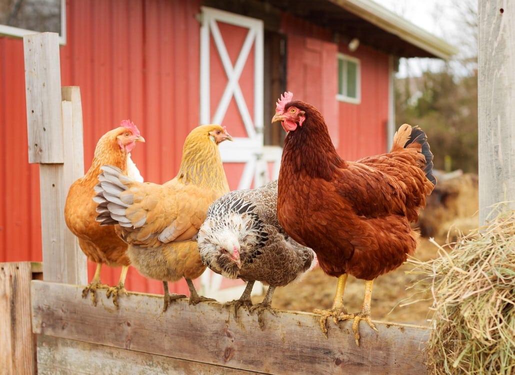 Welche Hühnerrasse ist die richtige?