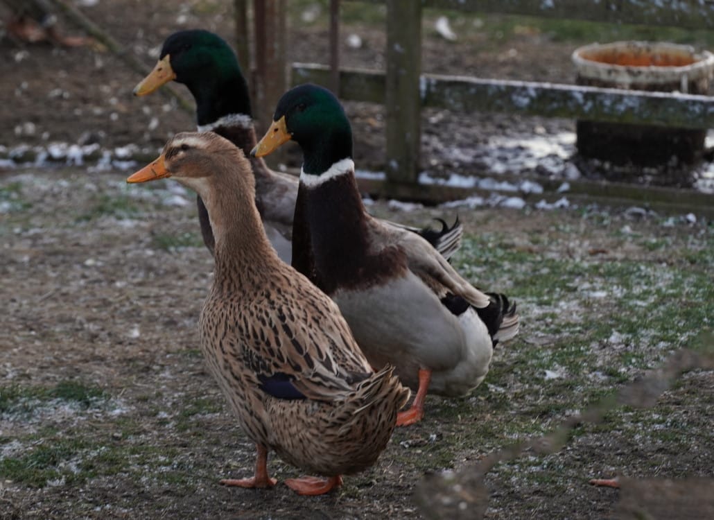 Rouen Clair Ente - Haltungstipps, Charakter und Fütterung