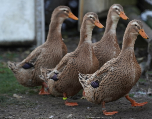 Rouen Clair Ente - Haltungstipps, Charakter und Fütterung