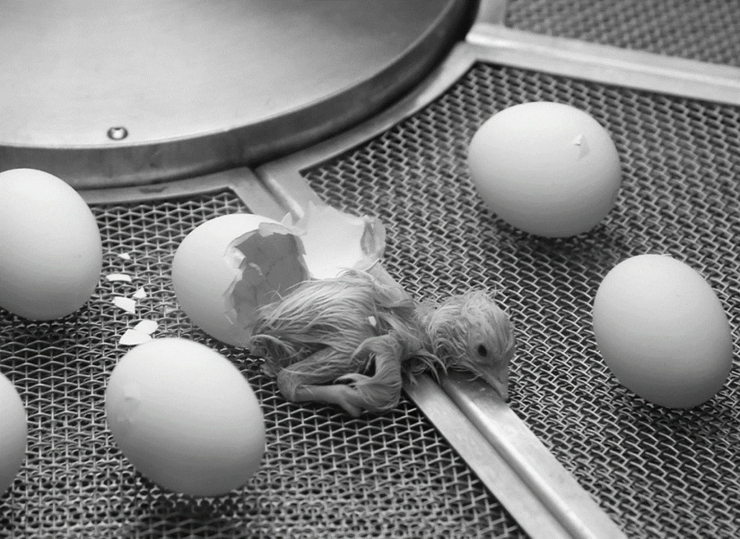 Das Hybridhuhn » Auf maximale Leistung getrimmt!!!