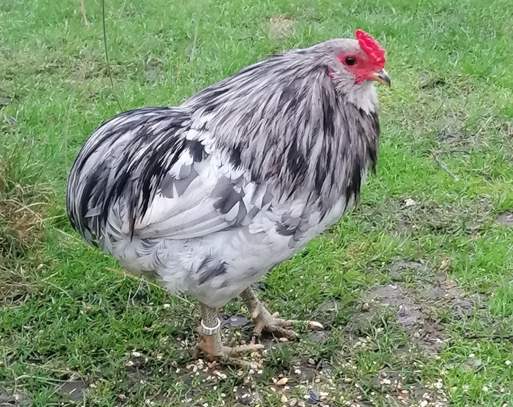 Das Zwerg Araucana Huhn » Infos & Tipps zum Grünleger