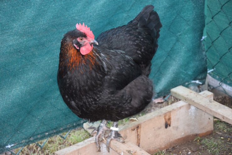 Das Marans Huhn » Infos & Tipps zu den Schokoei-Legern